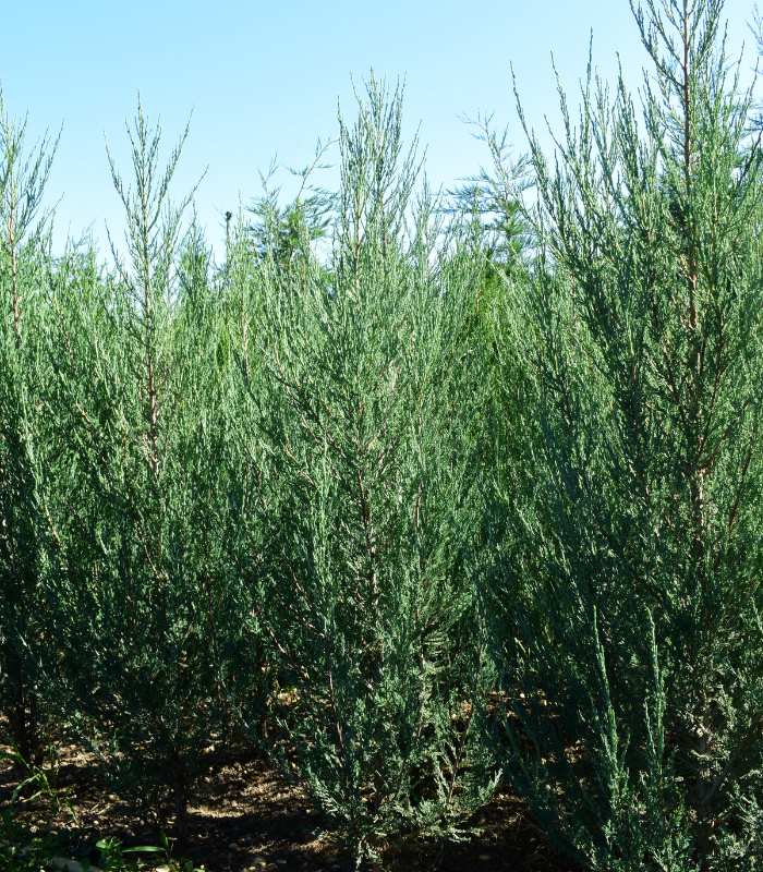 Ienupar Blue Arrow Albastru - Pepiniera Volintir